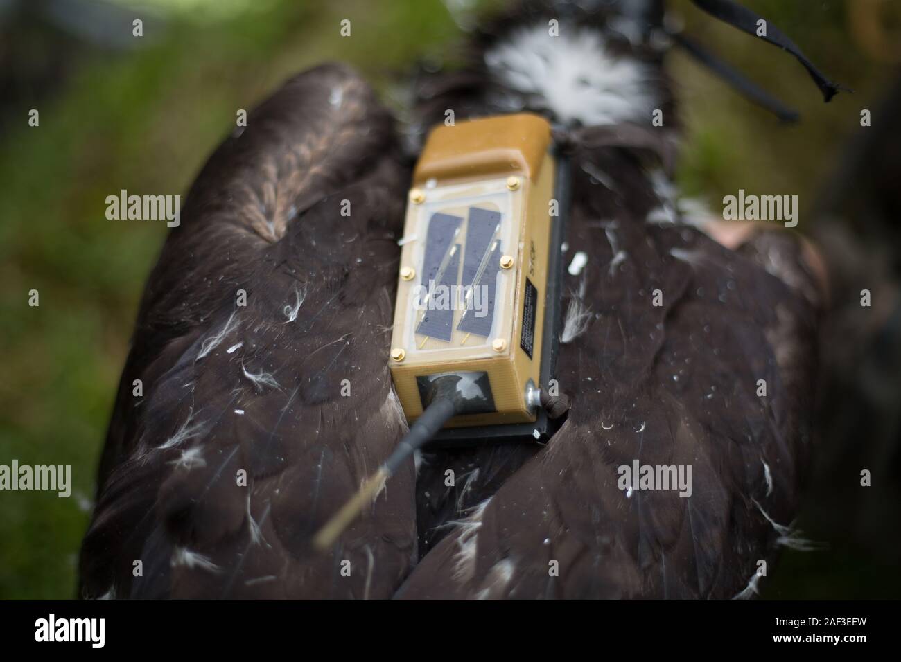 Golden eagle scotland tagged hi-res stock photography and images - Alamy