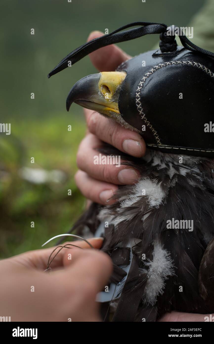 Dave and Katie Anderson tagging, with a GPS transmitting tag, an 8-week ...