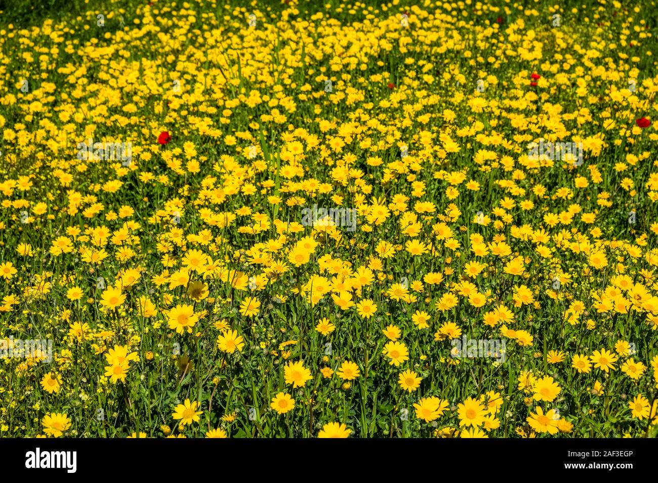 Yellow field flowers farm italy hi-res stock photography and images - Alamy