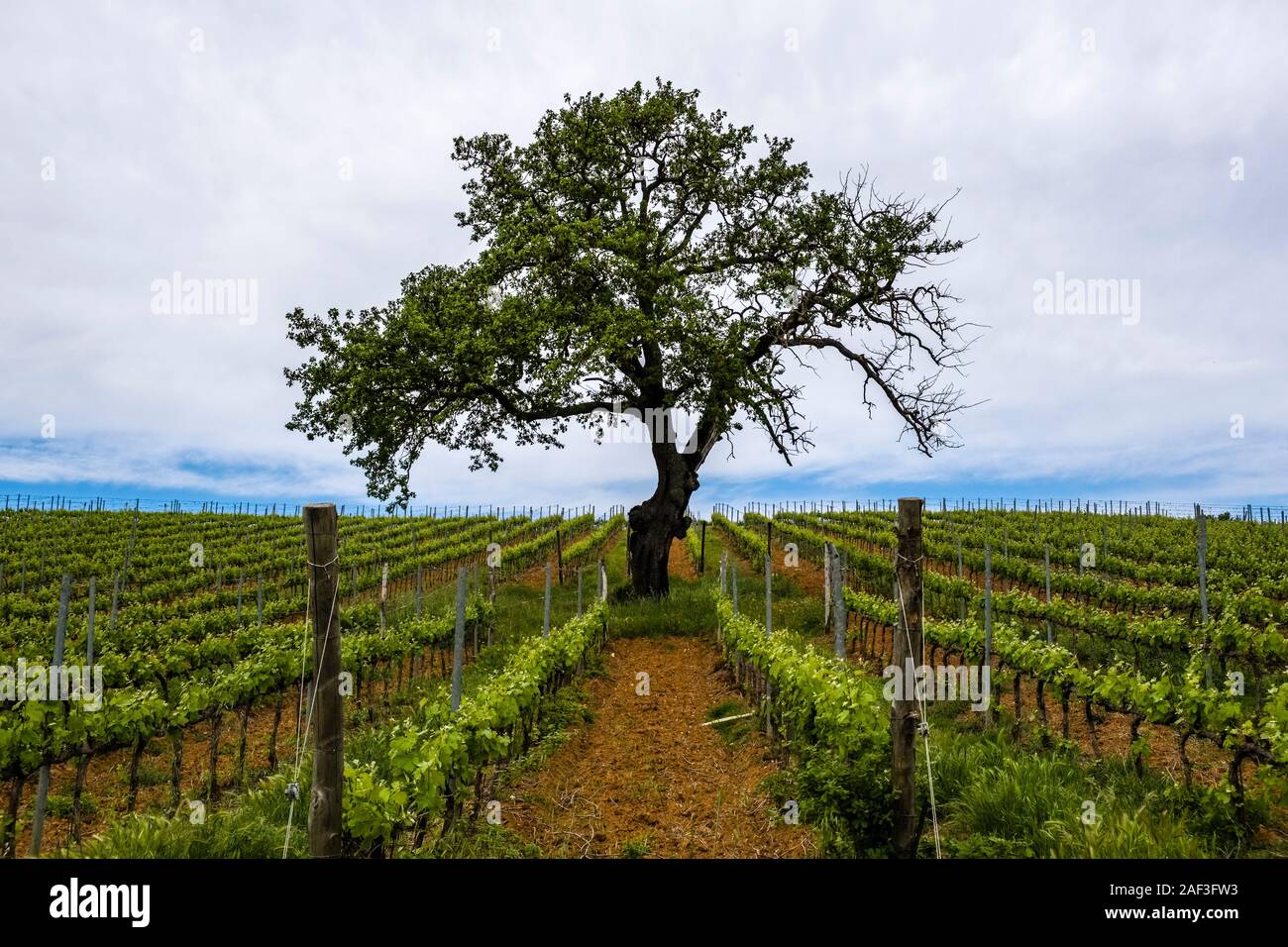 Many rows of vine plants in a big vineyard, a solitude tree in between ...