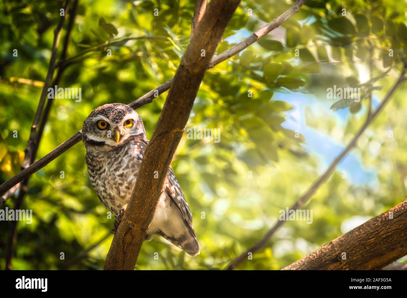 Spotted owlet are natural wildlife. Resident of open habitats including ...