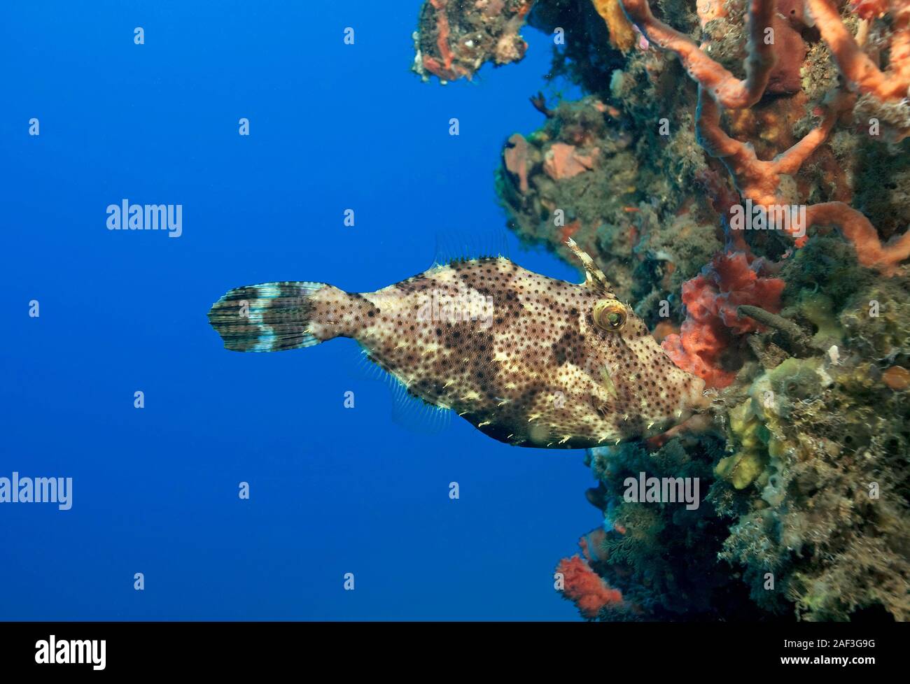 Tang filefish hi-res stock photography and images - Alamy