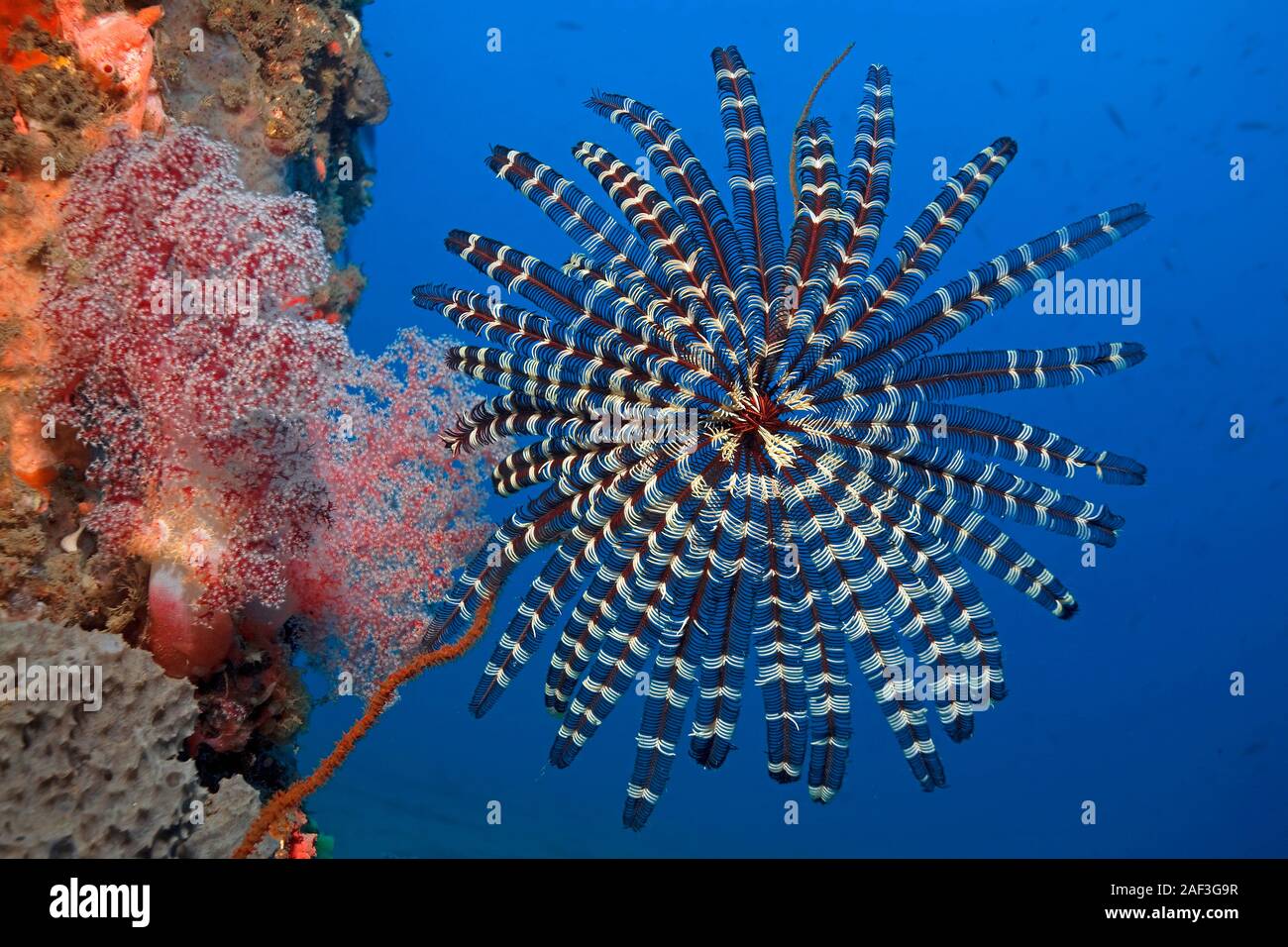 Underwater crinoid feather star hi-res stock photography and images - Alamy