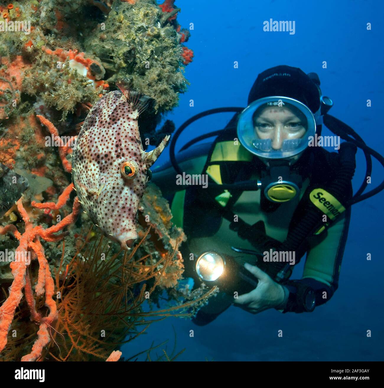 Scuba diver watches Bristle tail filefish, Bristle-tail File-fish ...