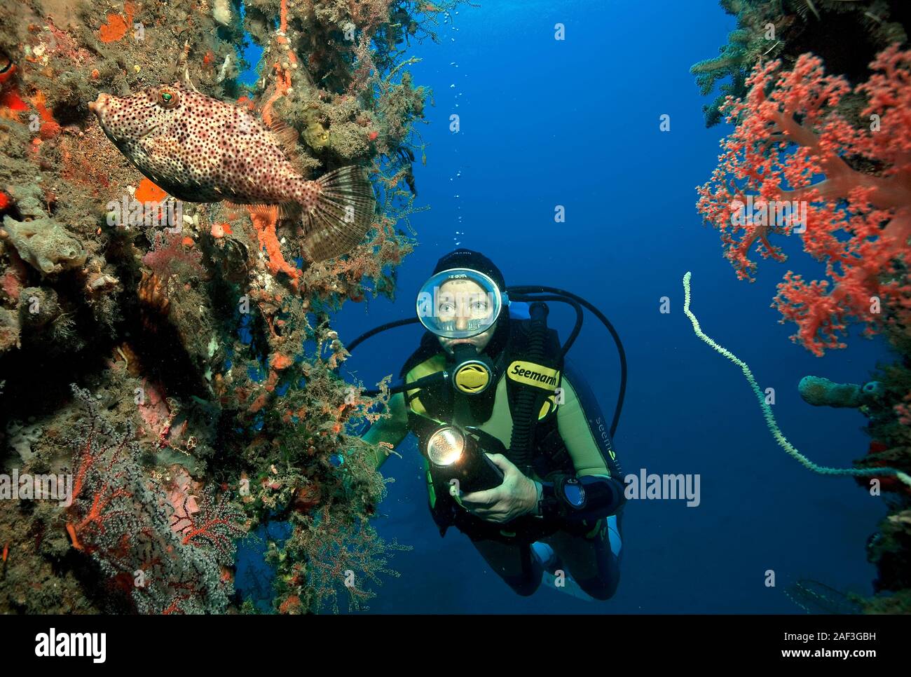 Bristle tail filefish file hi-res stock photography and images - Alamy