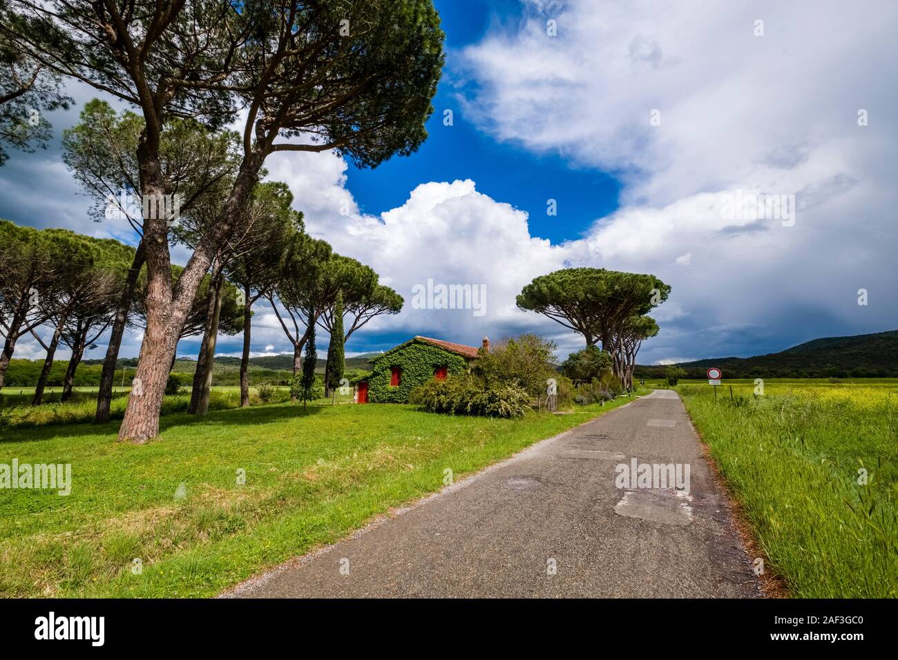 A small paved road in agricultural landscape, flanked by pine trees and ...