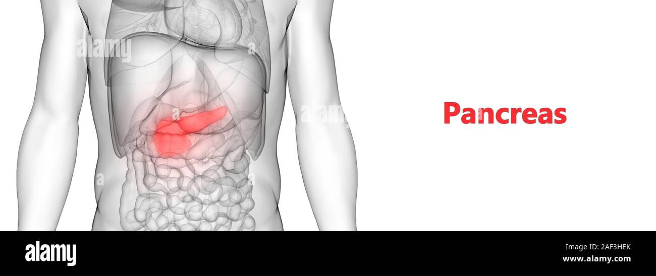 Human Internal Organ Pancreas Anatomy Stock Photo - Alamy
