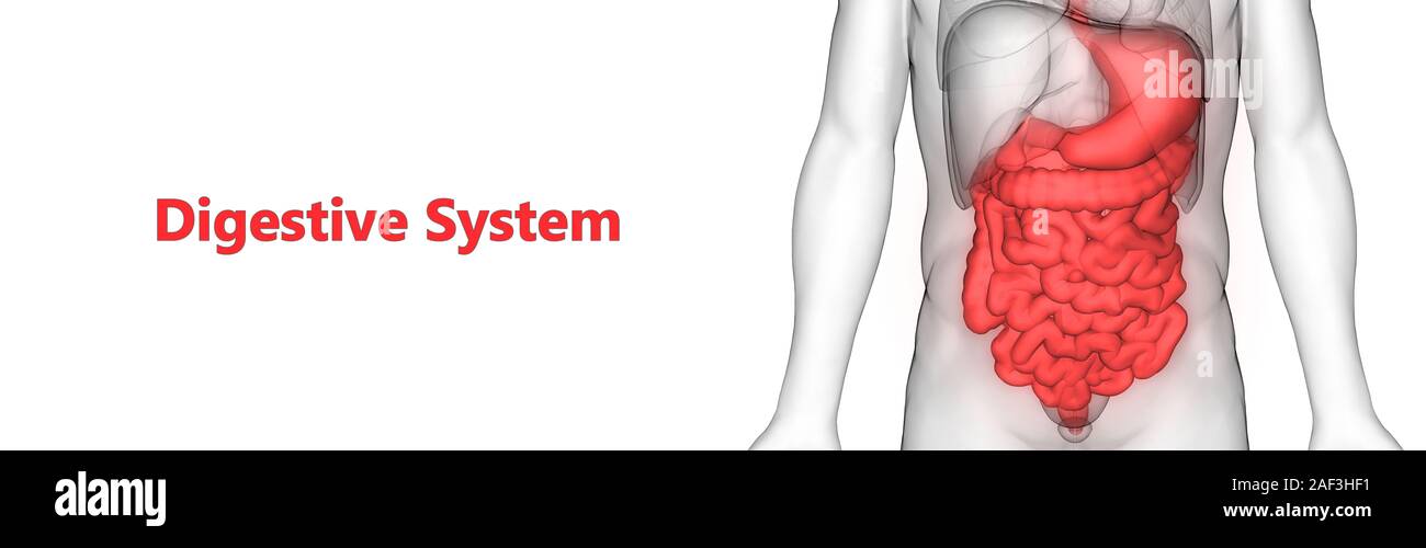 Digestive system Cut Out Stock Images & Pictures - Alamy