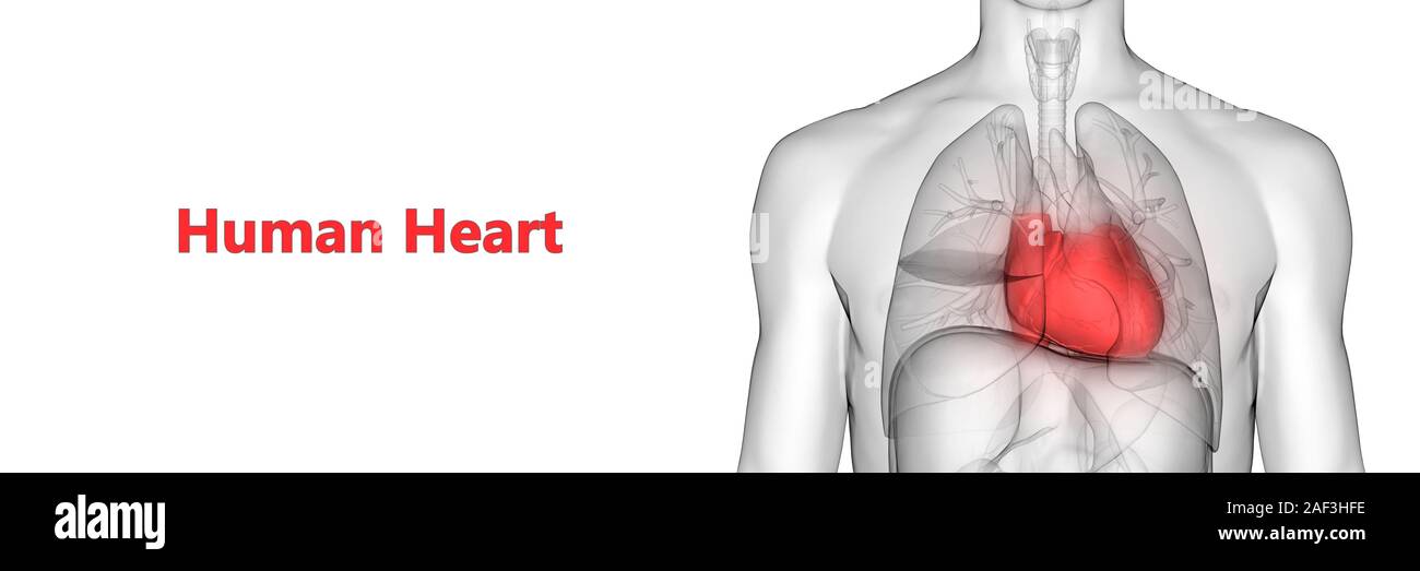 Circulatory system 3d Cut Out Stock Images & Pictures - Alamy