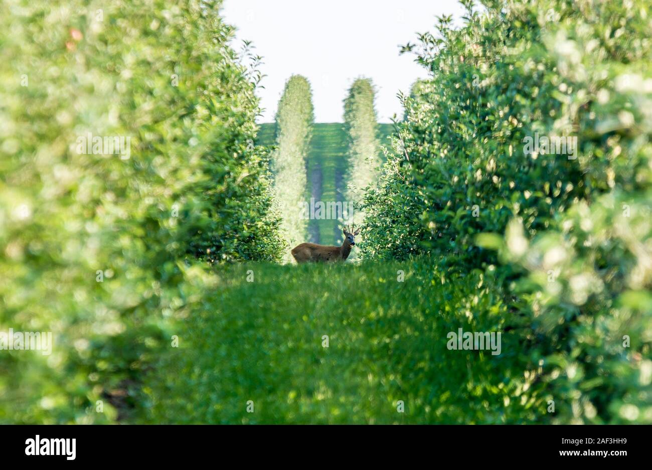 Roebuck field hi-res stock photography and images - Alamy