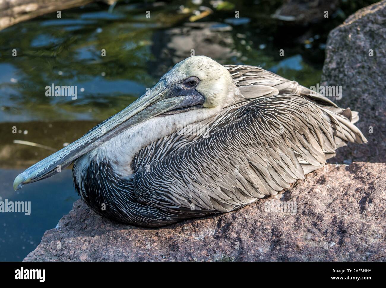 Sleeping pelican hi-res stock photography and images - Alamy