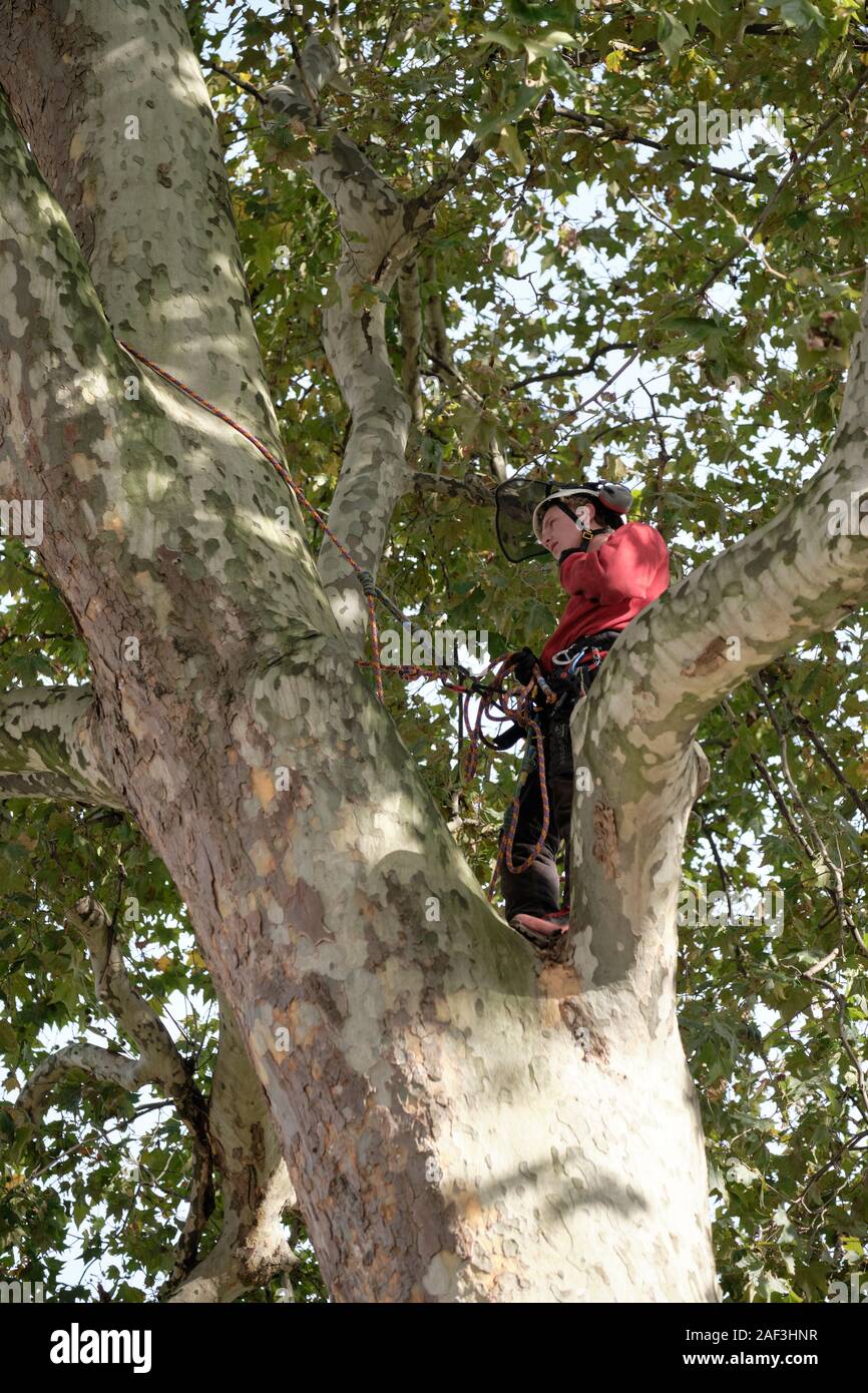 Harnessed in tree cutter high in tree, setting his rope anchor system ...