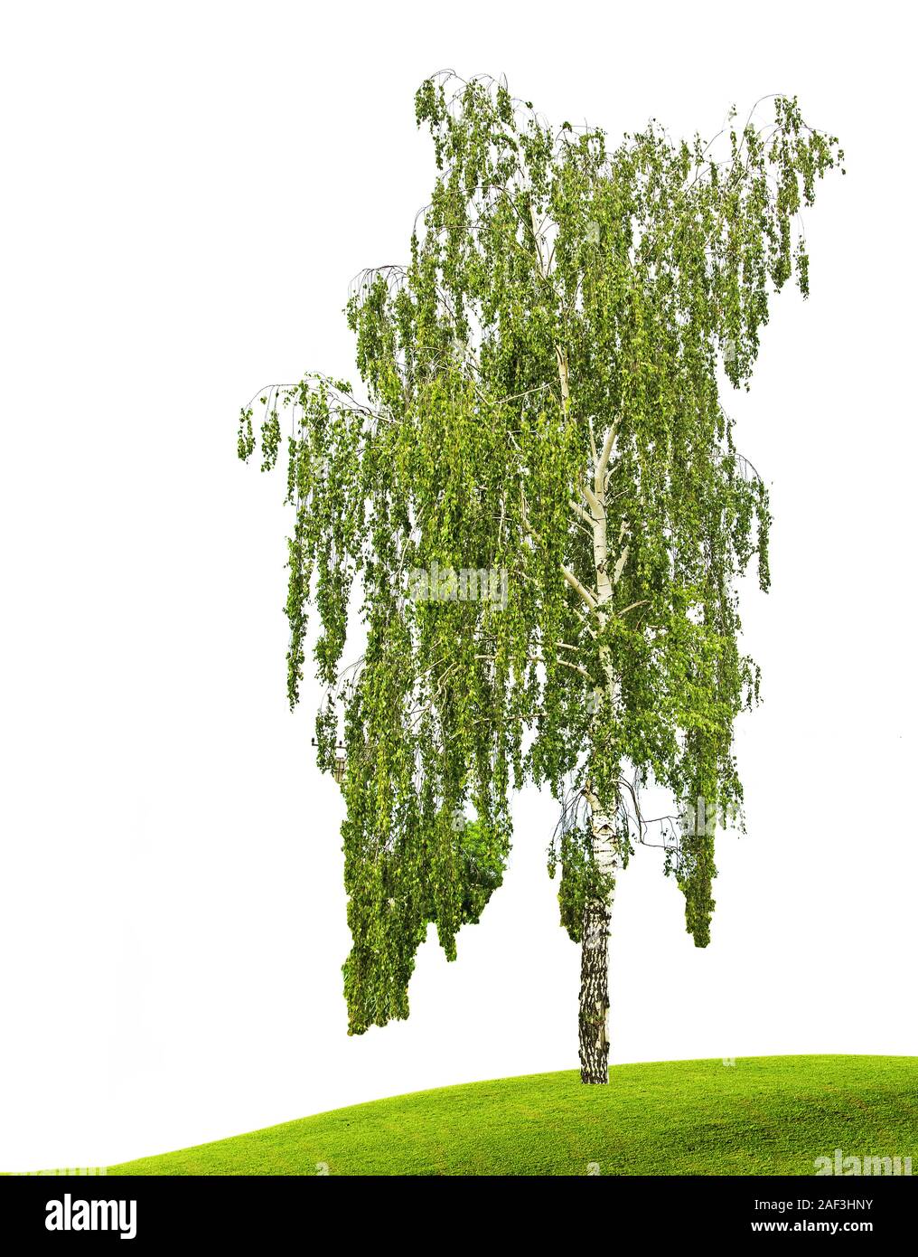 Birch tree isolated on white background Stock Photo - Alamy