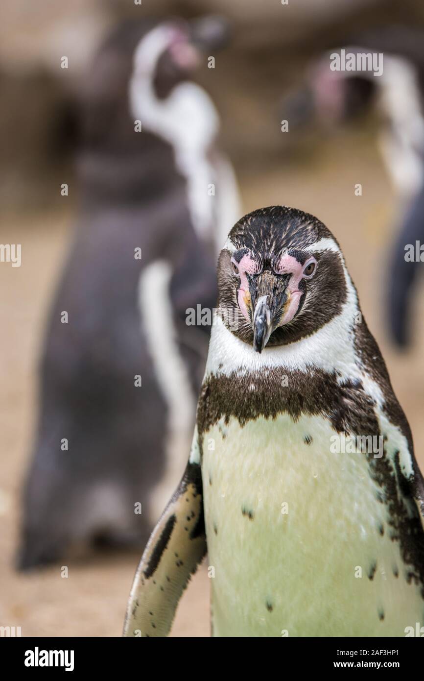 Penguin habitat hi-res stock photography and images - Alamy