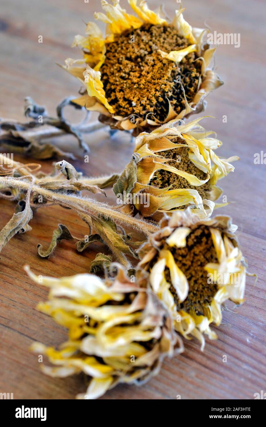 Dead sunflowers hi-res stock photography and images - Alamy