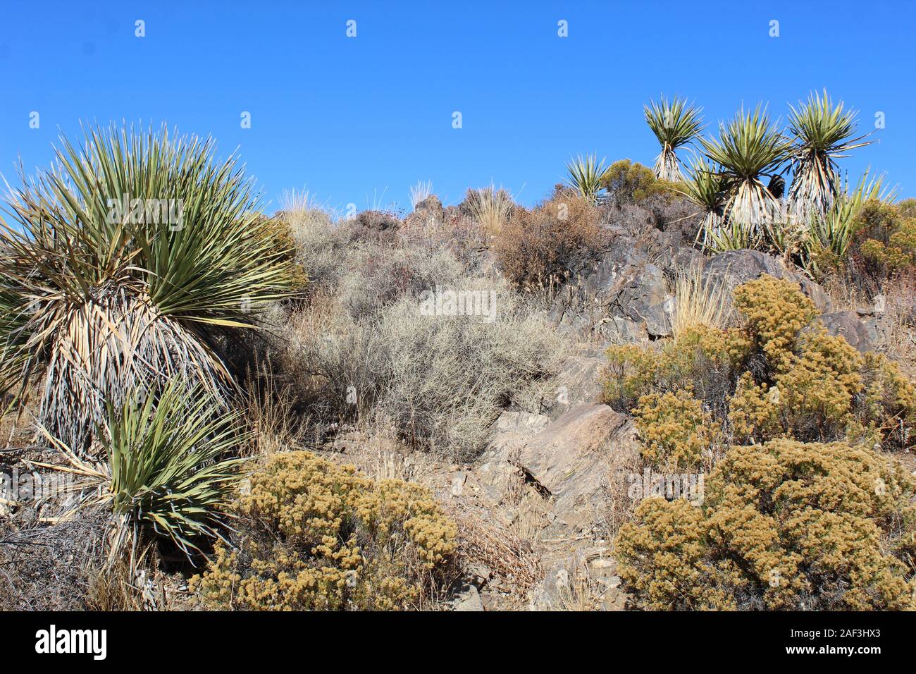 Plants in a given area often form communities of specific vegetation ...