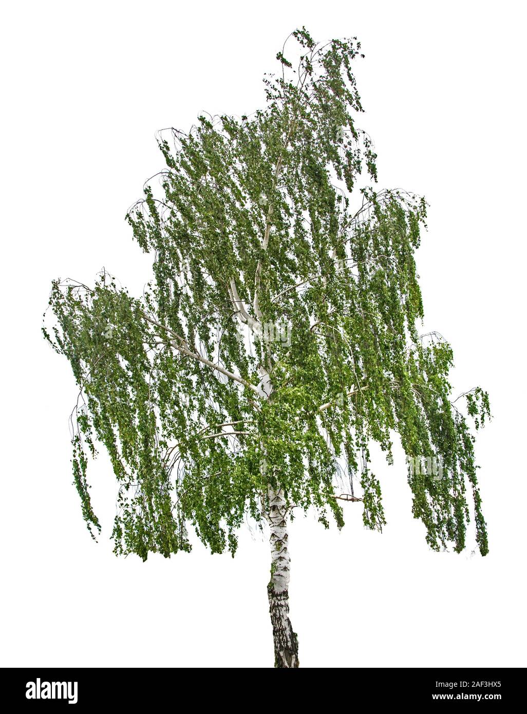 Birch tree isolated on white background Stock Photo - Alamy