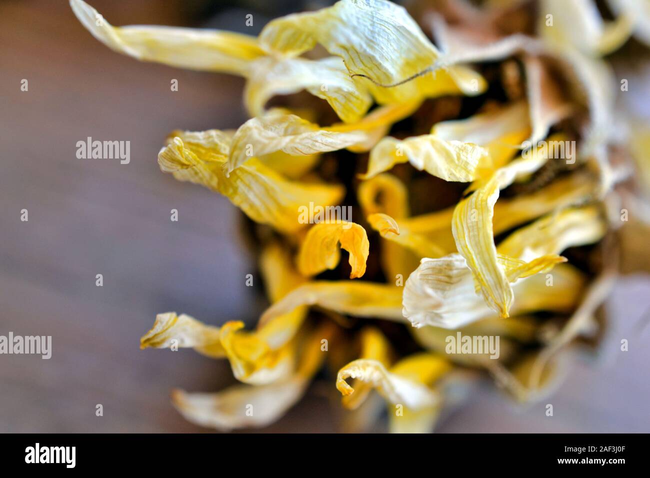 Dried sunflowers hi-res stock photography and images - Alamy