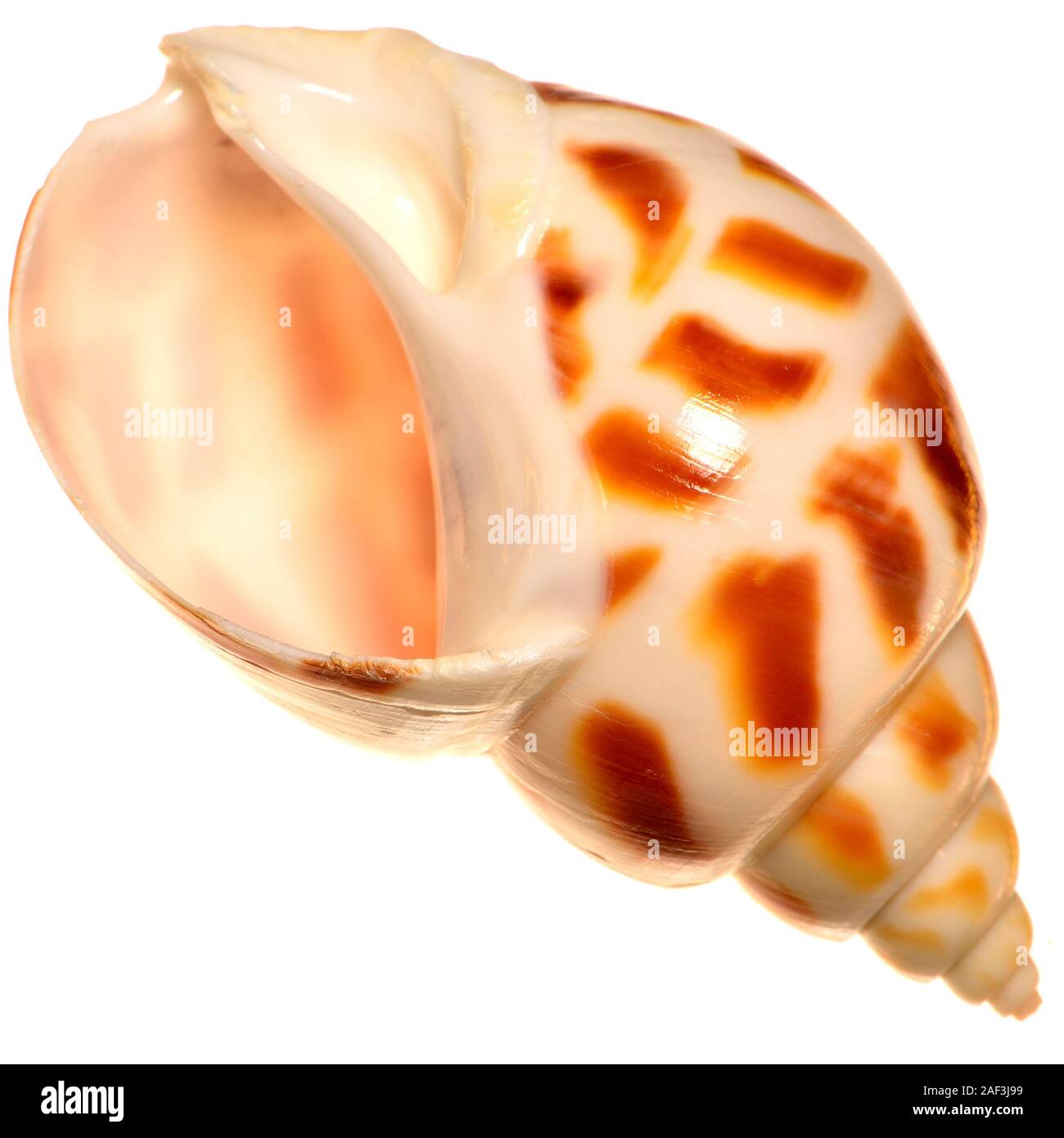 Areolata Cut Out Stock Images & Pictures - Alamy