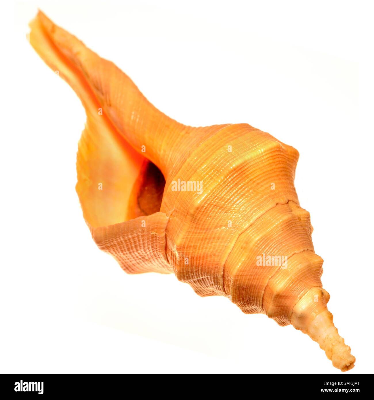 Australian trumpet shell Cut Out Stock Images & Pictures - Alamy