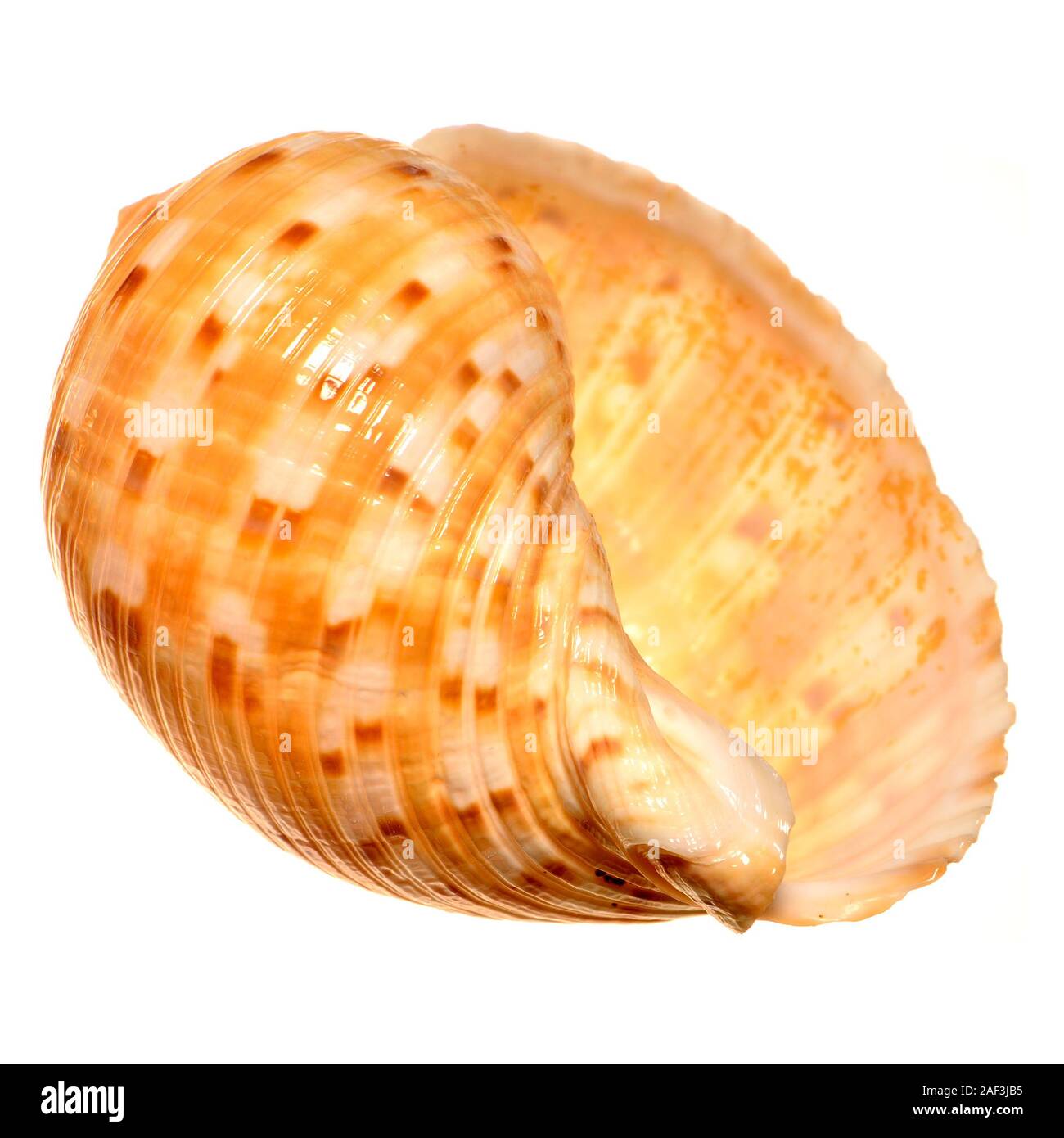 Chinese Tun shell (Tonna chinensis) c6cm. Region: Indo-Pacific Stock ...