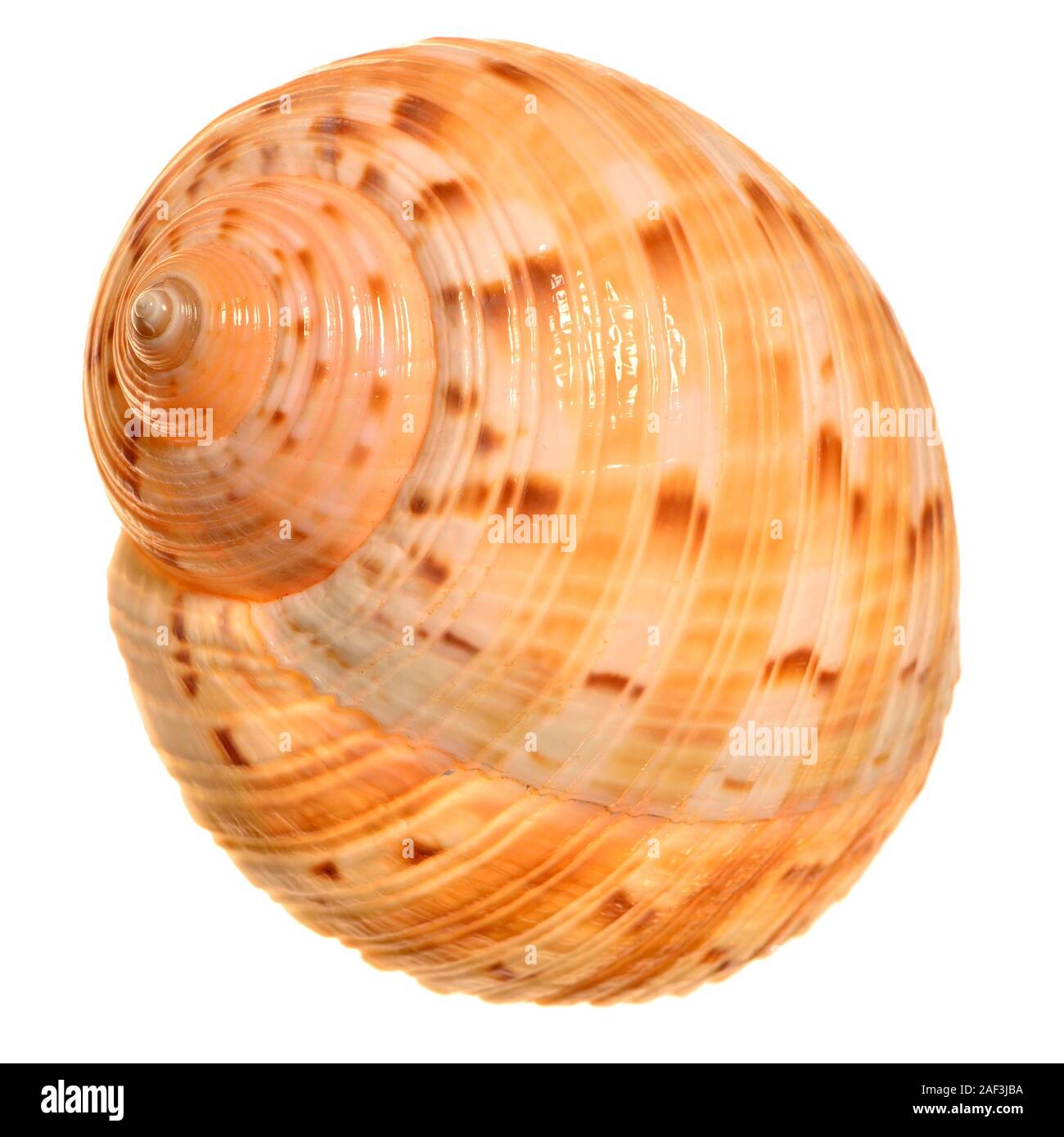 Tonna chinensis hi-res stock photography and images - Alamy