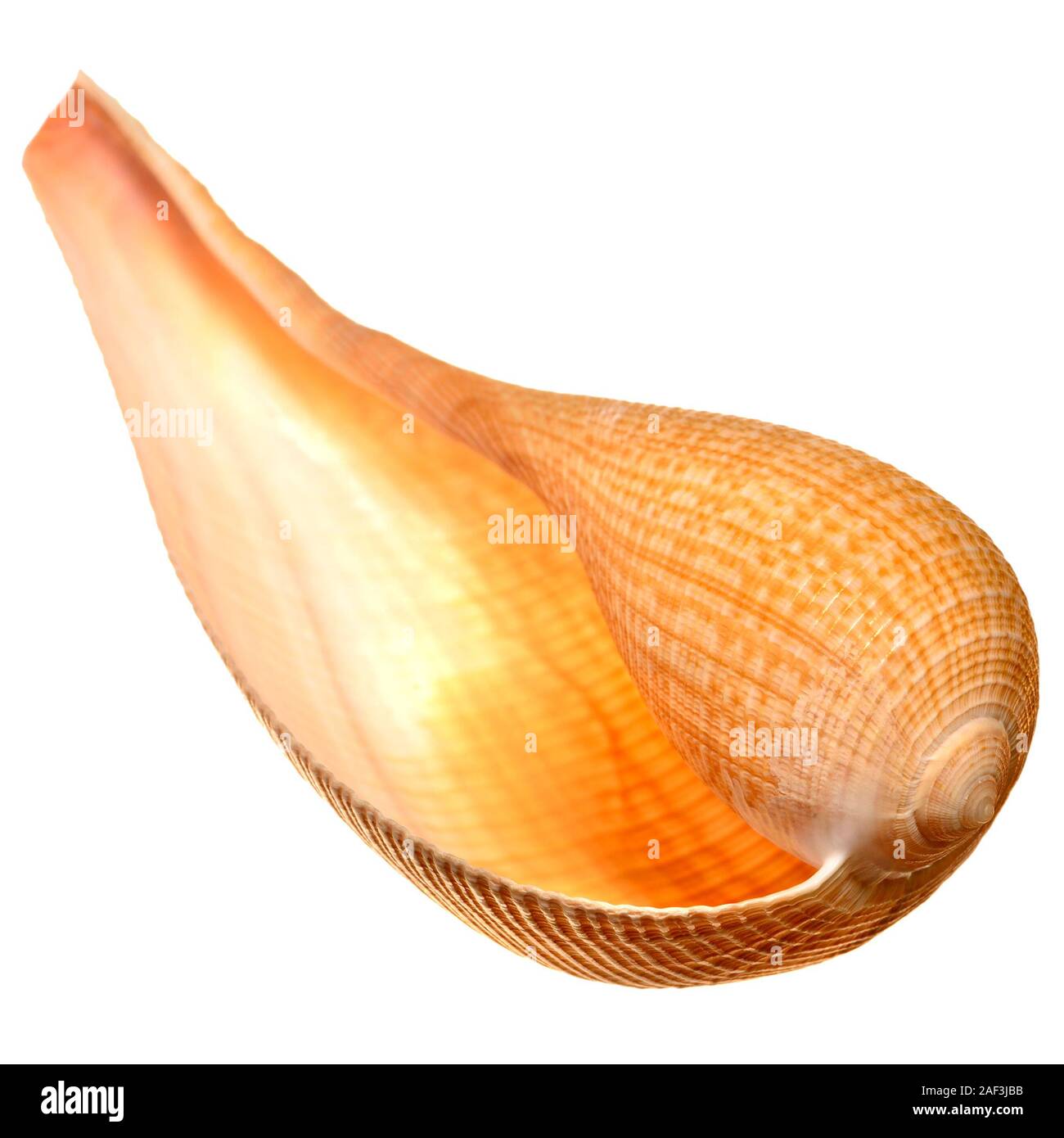 Graceful Fig shell (Ficus gracilis) 13cm Stock Photo - Alamy
