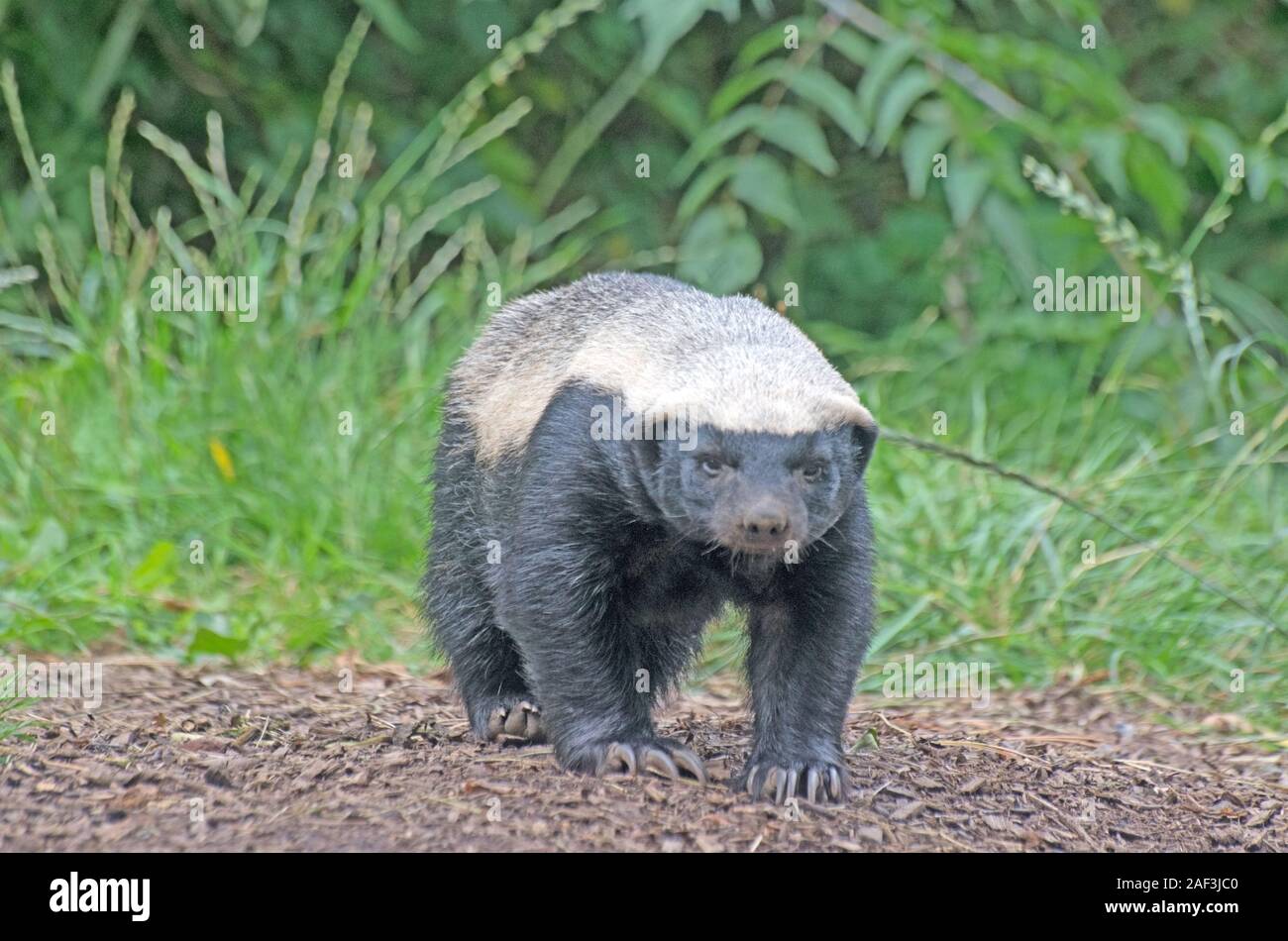 Honey Badger or Ratel Mellivora Capensis Africa Stock Photo - Alamy