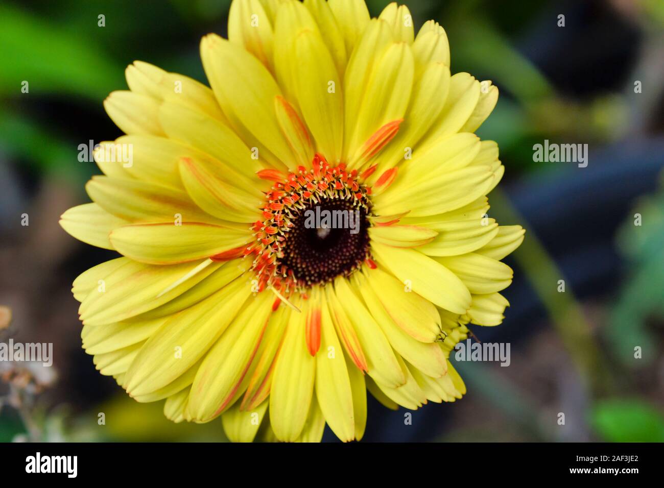 English marigold hi-res stock photography and images - Alamy