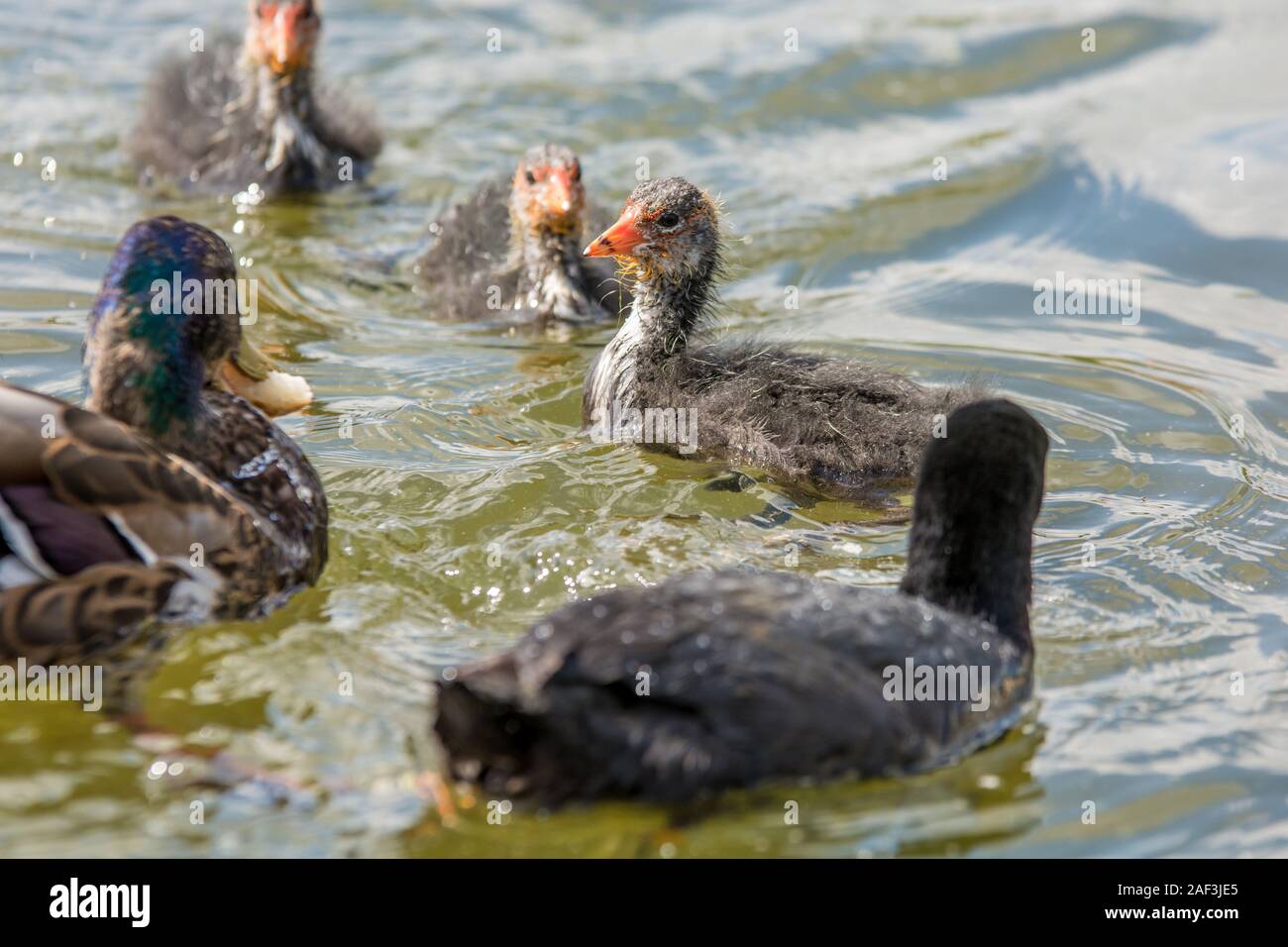 Great Crested Grebe and ducks with chicks in the water Stock Photo - Alamy