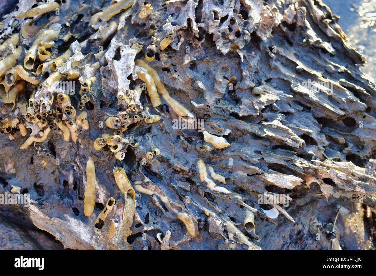 Drift of the shell hi-res stock photography and images - Alamy