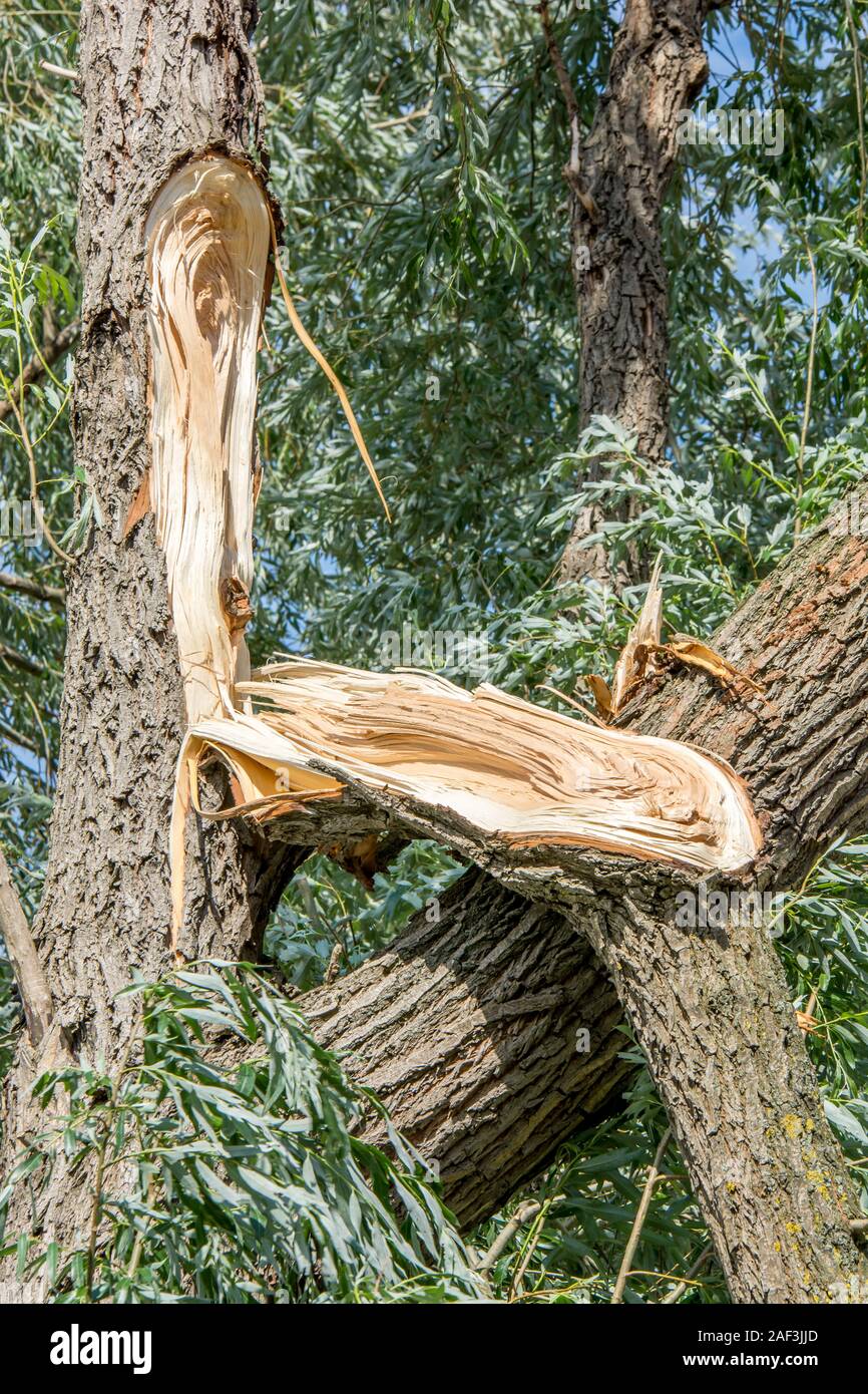 Chipped tree branch as a storm damage the day after a violent hurricane ...