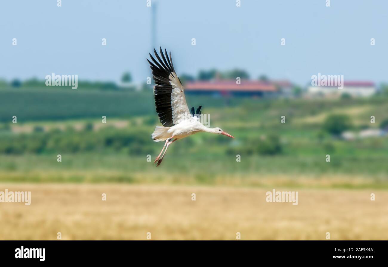 Stork landing hi-res stock photography and images - Alamy