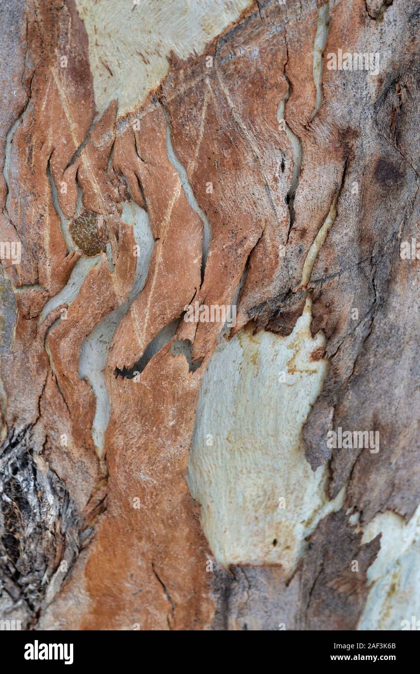 Eucalyptus tree bark hi-res stock photography and images - Alamy