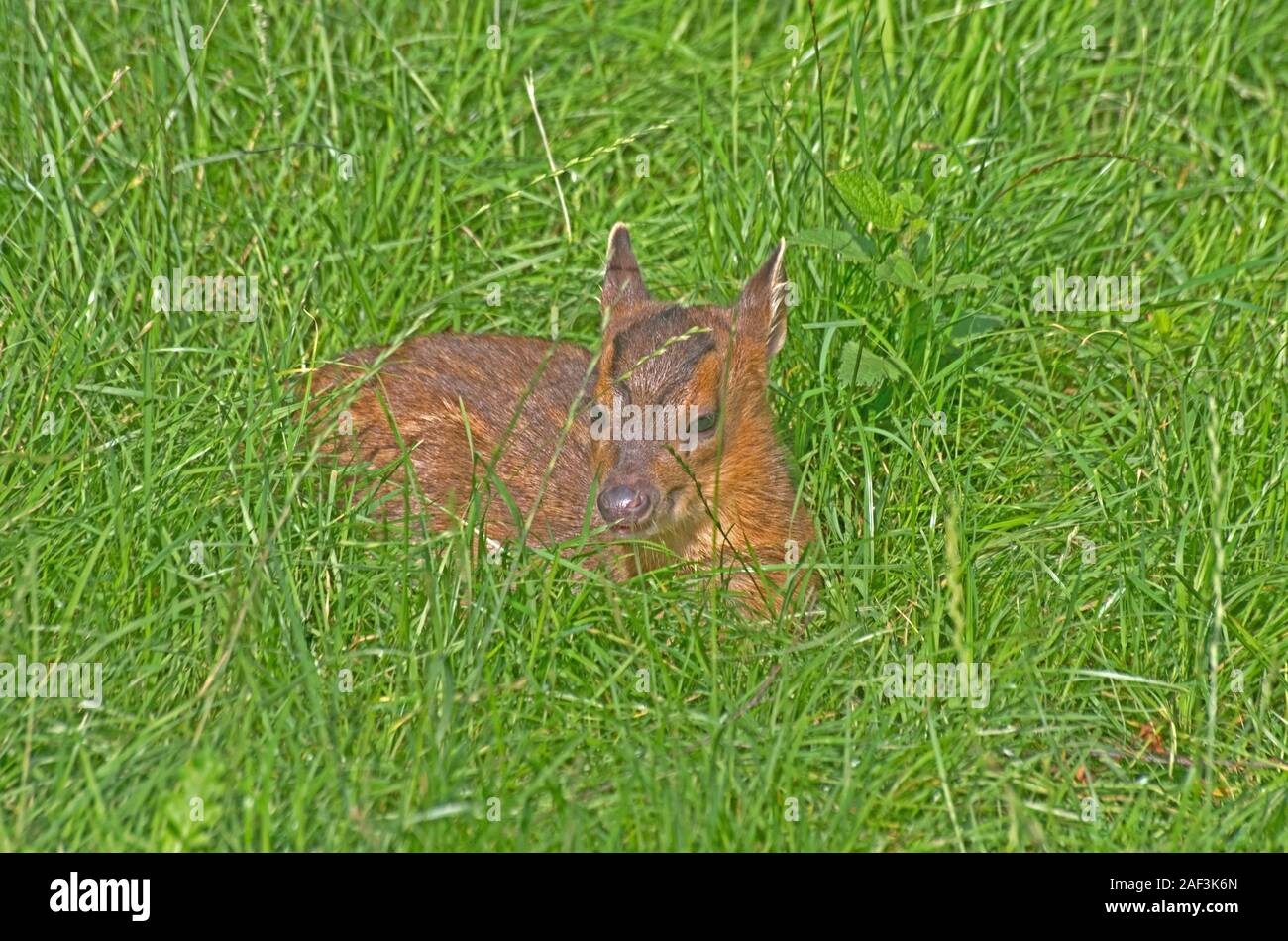 Muntjac fawn hi-res stock photography and images - Alamy