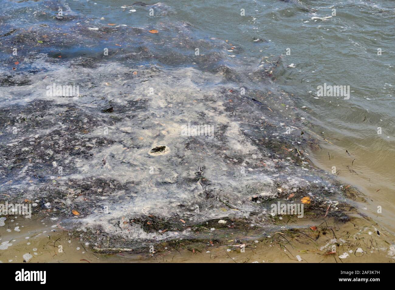 Floating ocean green seaweed sea hi-res stock photography and images ...