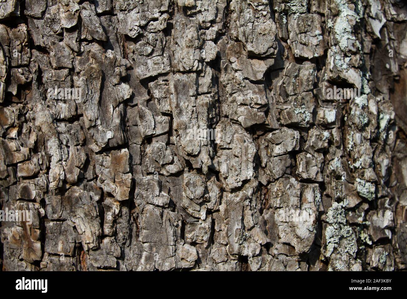 Tree trunk texture Stock Photo - Alamy