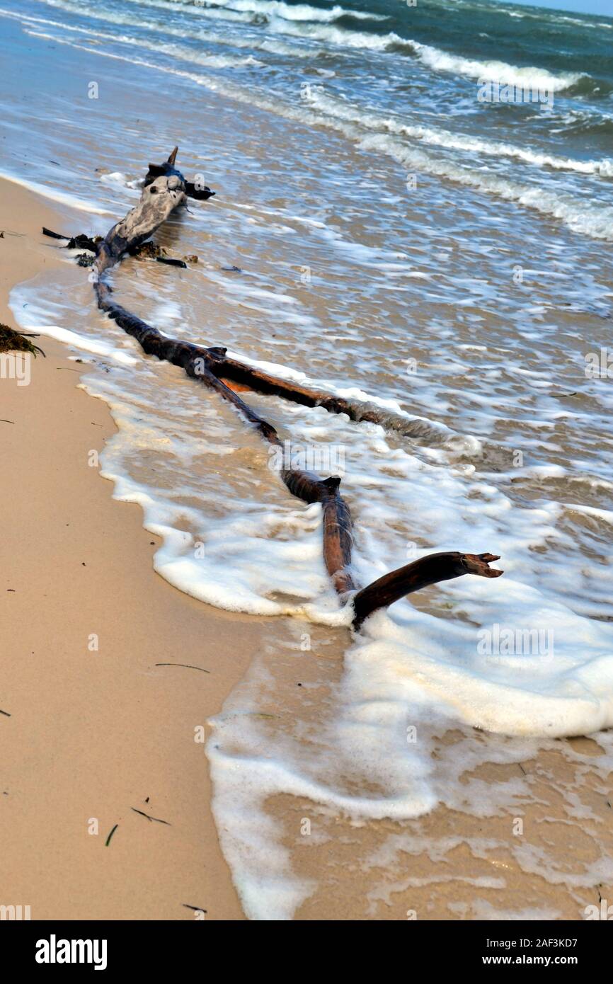 Long Driftwood branch washes ashore, Woorim Beach, Queensland Australia ...