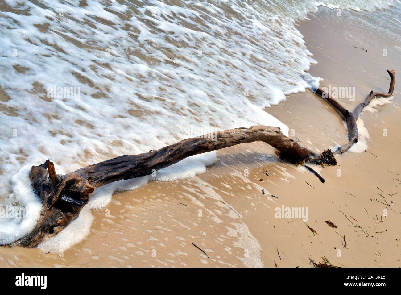Long Driftwood branch washes ashore, Woorim Beach, Queensland Australia ...