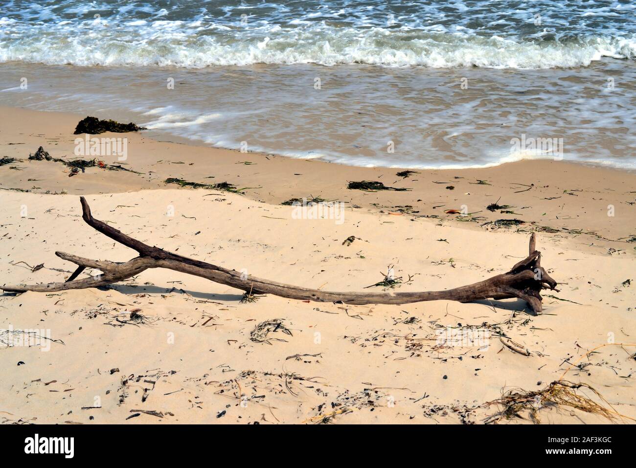 Long Driftwood branch washes ashore, Woorim Beach, Queensland Australia ...