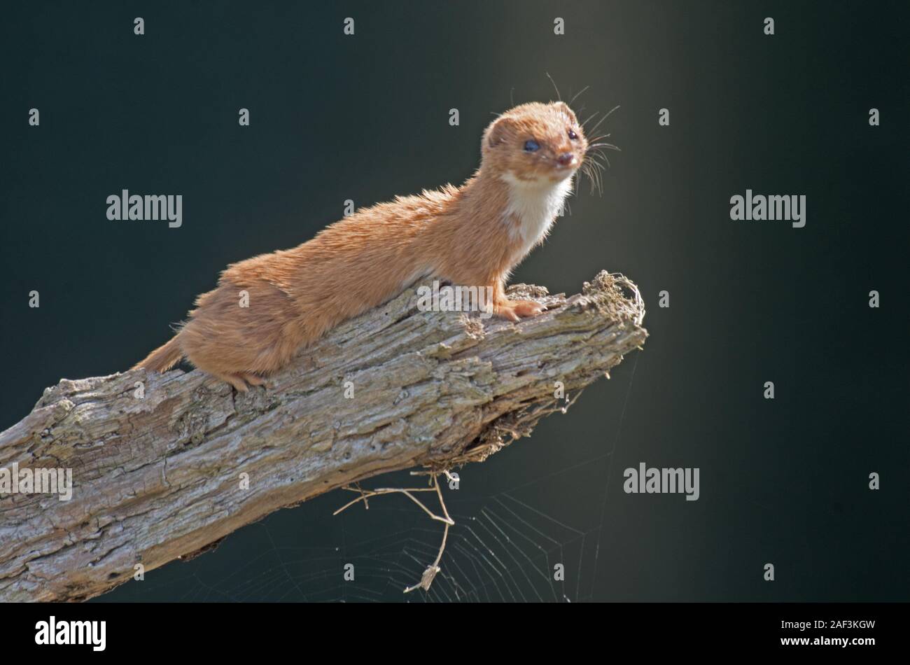 Uk weasel hi-res stock photography and images - Alamy