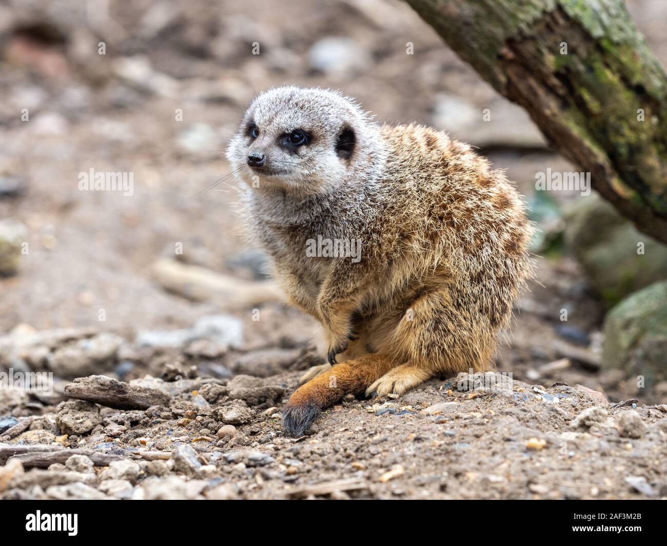 Happy suricate hi-res stock photography and images - Alamy