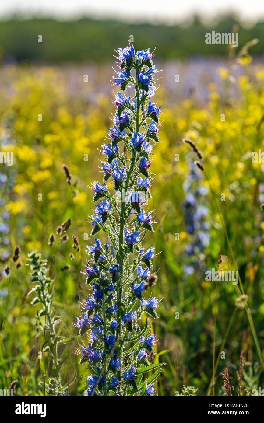 Vipers Bugloss or Blueweed (Echium vulgare) blossom field. Blue ...