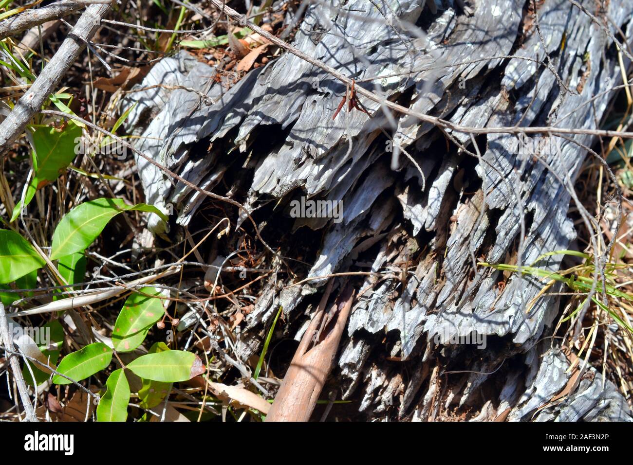 Rotting log texture hi-res stock photography and images - Alamy