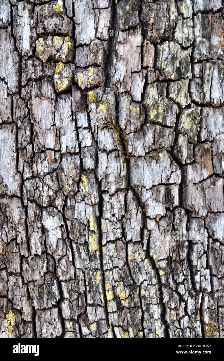 Closeup bark tree hi-res stock photography and images - Alamy