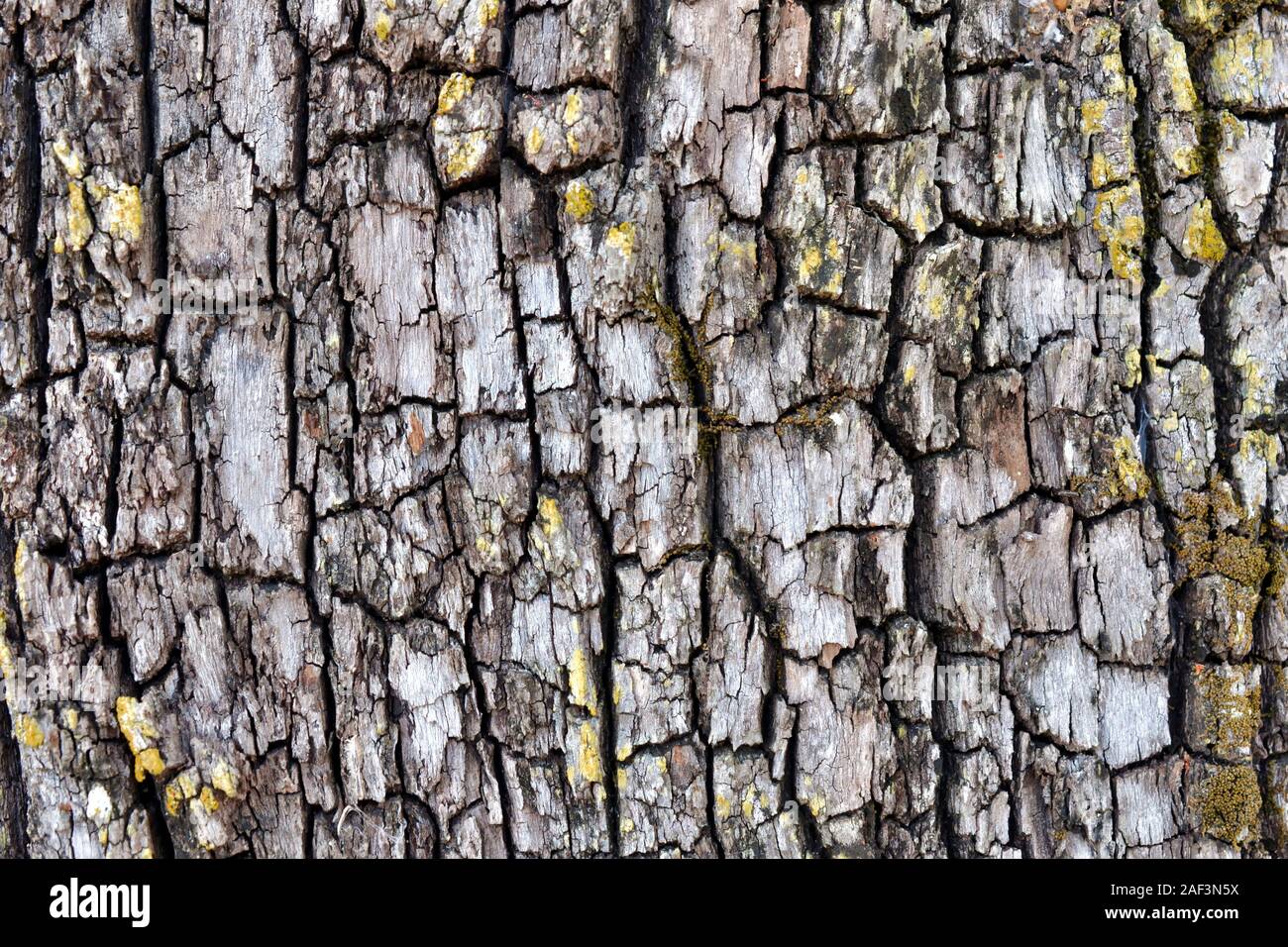 tree bark closeup Stock Photo - Alamy