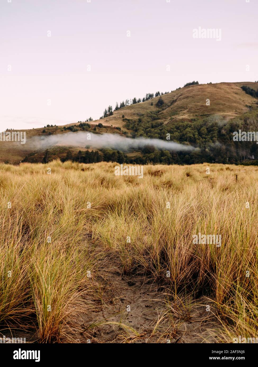 Pacific northwest grass hi-res stock photography and images - Alamy