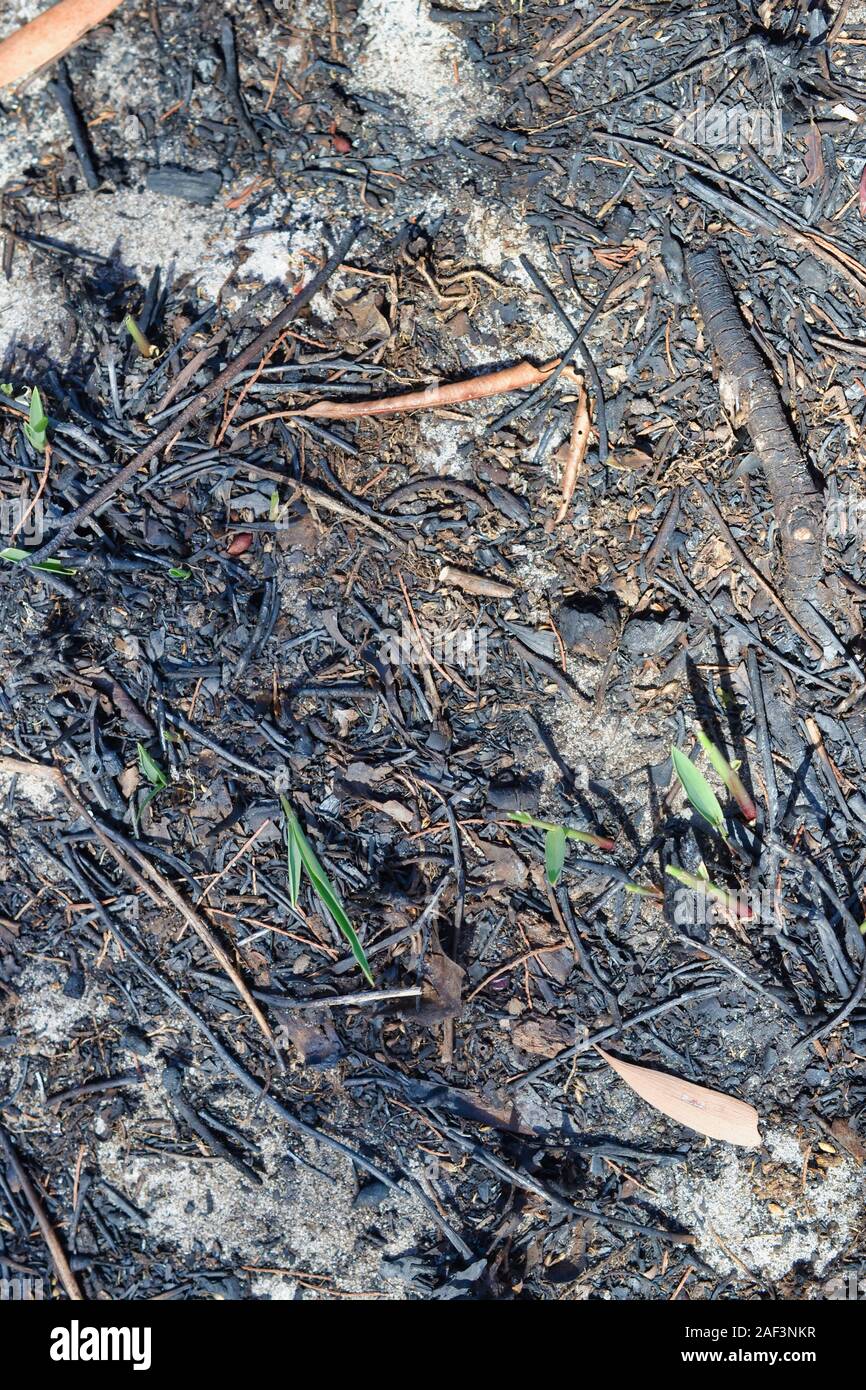 Burnt charred remains of sticks and bottles on ground after Bushfires ...