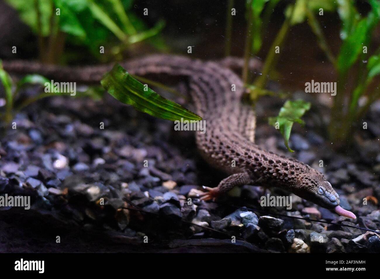 Earless monitor lizard hi-res stock photography and images - Alamy