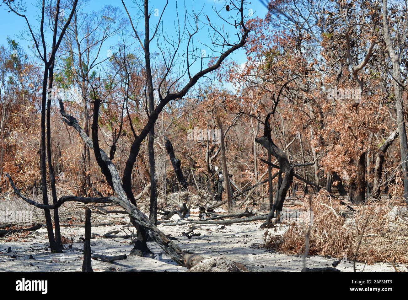 Fire bush fire queensland australia hi-res stock photography and images ...